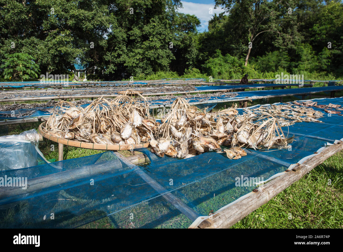 Dried frogs hi-res stock photography and images - Alamy