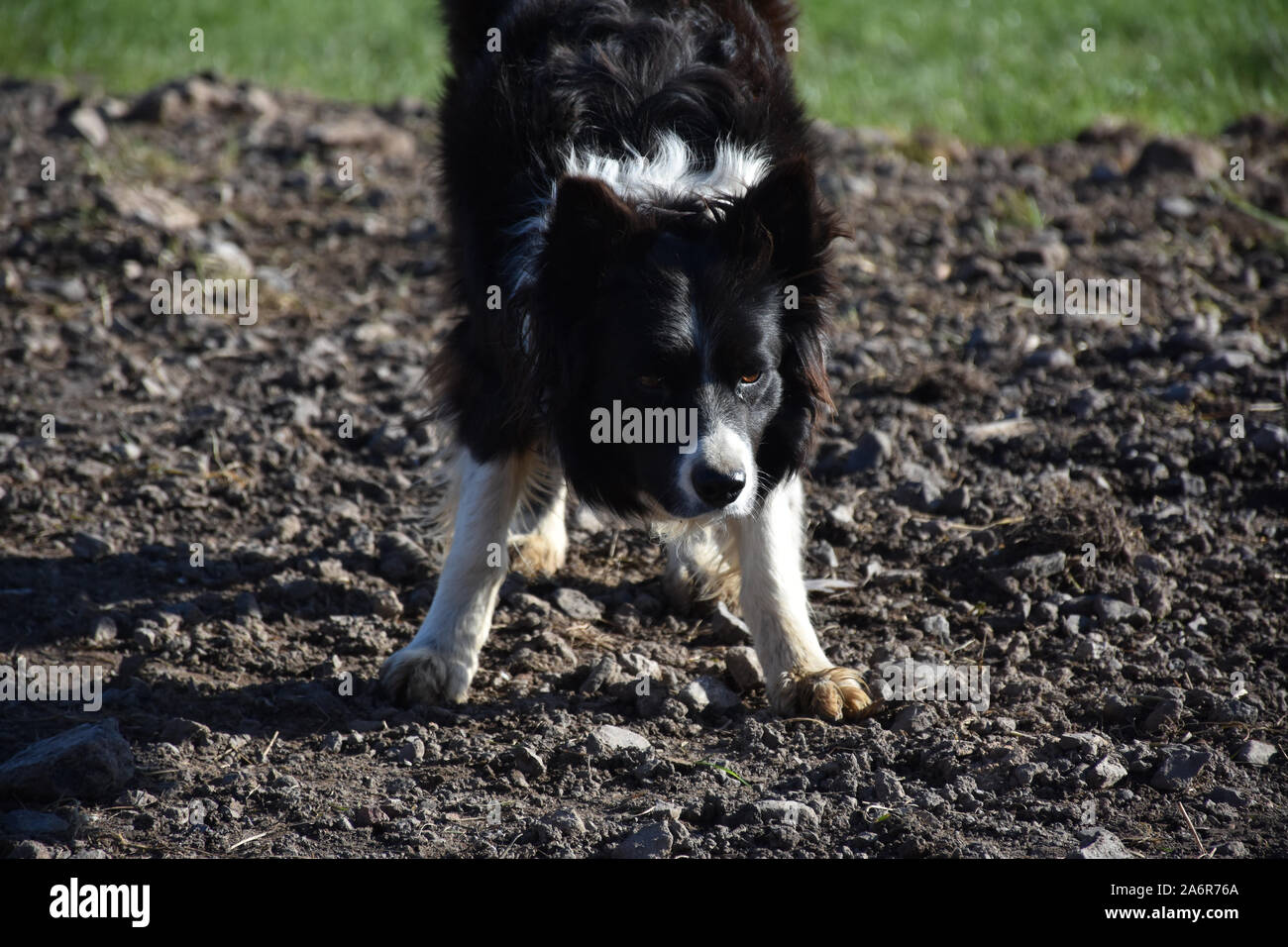 Alert border collie dog waiting for a stick to be tossed Stock Photo ...