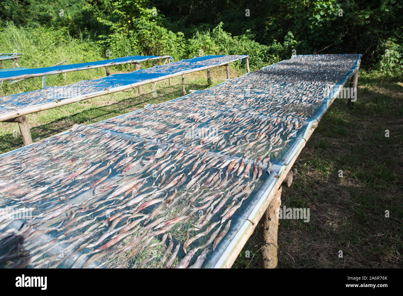 Dried frogs hi-res stock photography and images - Alamy