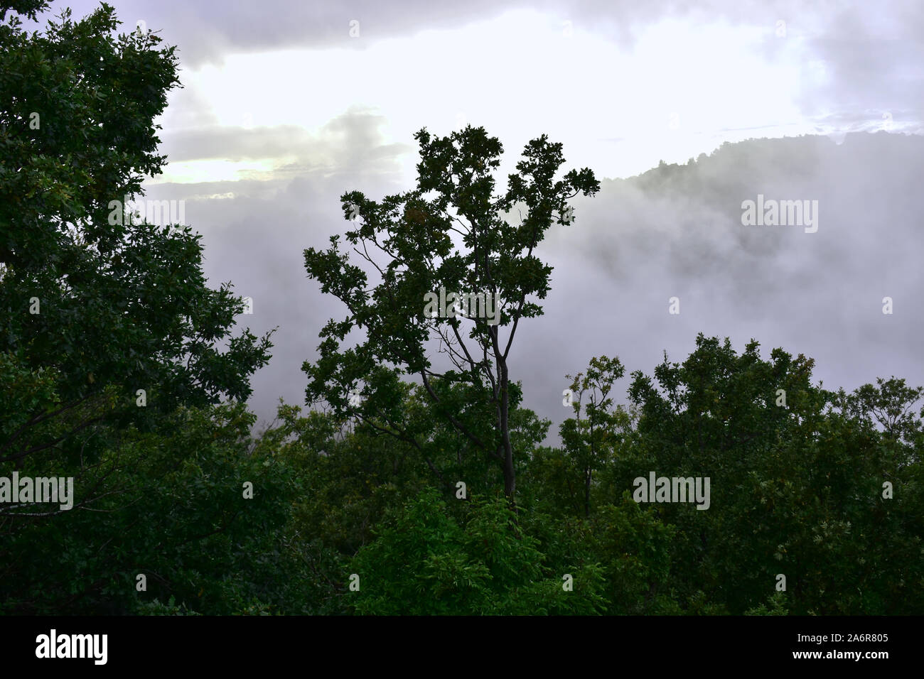 Forest after the rain hi-res stock photography and images - Alamy