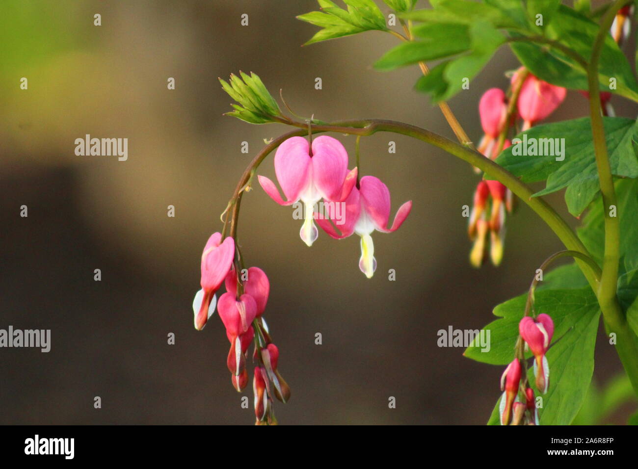 Bleeding Heart (Lamprocapnos spectabilis Stock Photo - Alamy