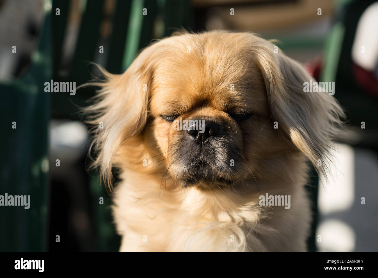 Male pekingese dog Stock Photo - Alamy
