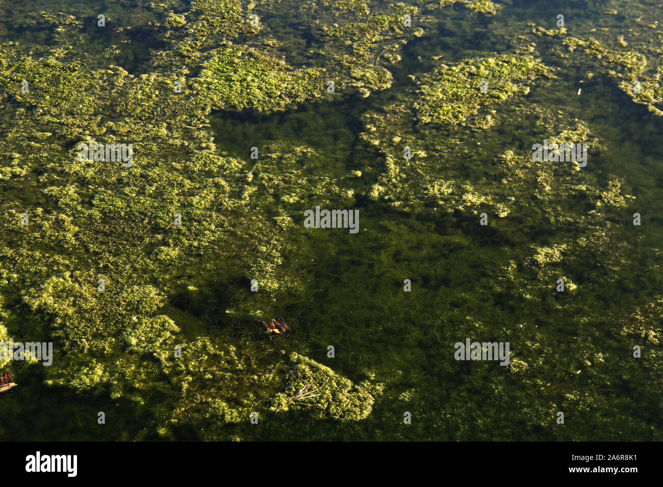 Algae farm pond hi-res stock photography and images - Alamy