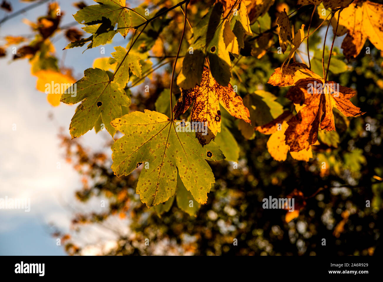 Autumnal leaves tree blowing in hi-res stock photography and images - Alamy