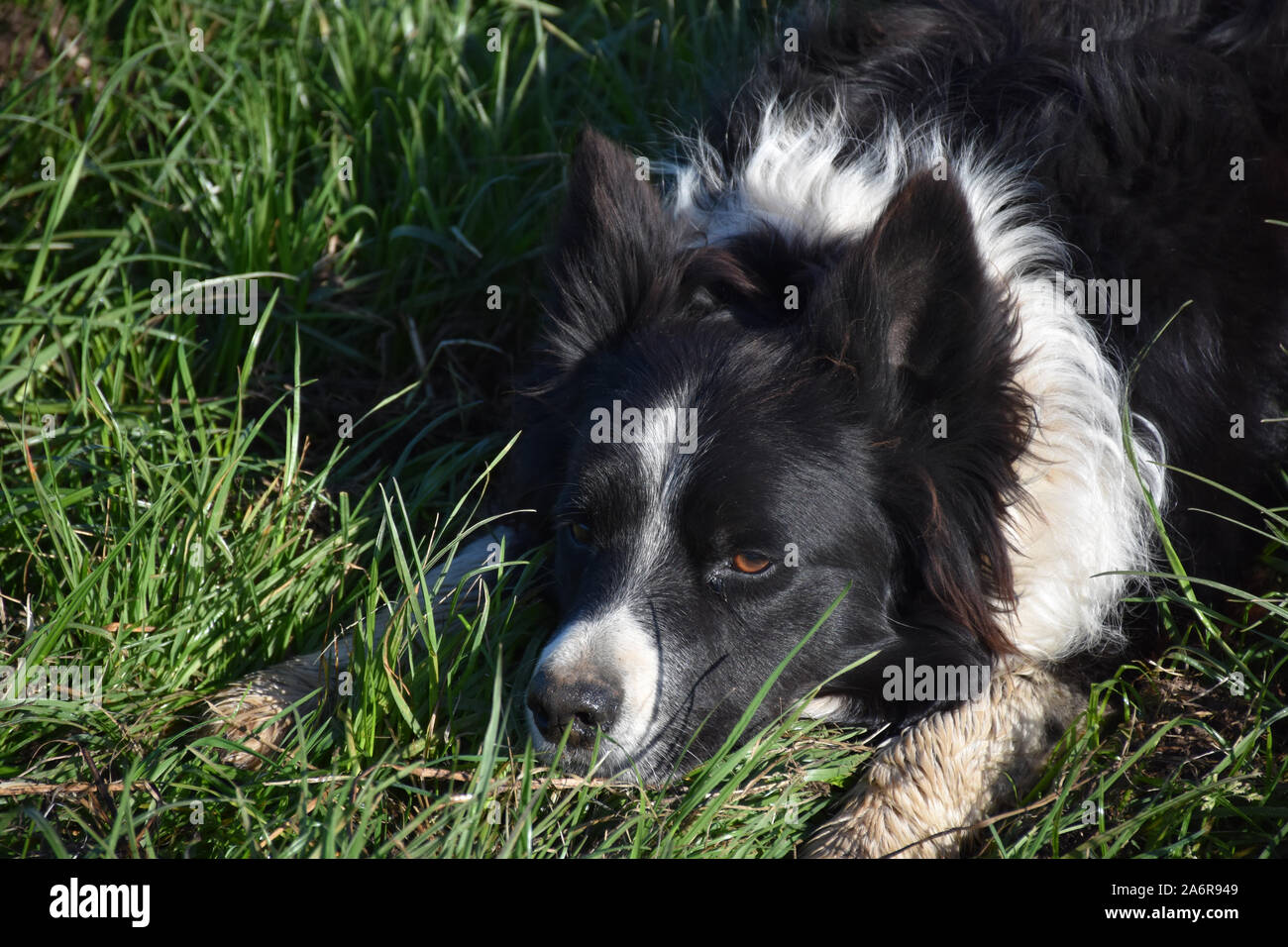 Adorable border collie resting in green grass Stock Photo - Alamy