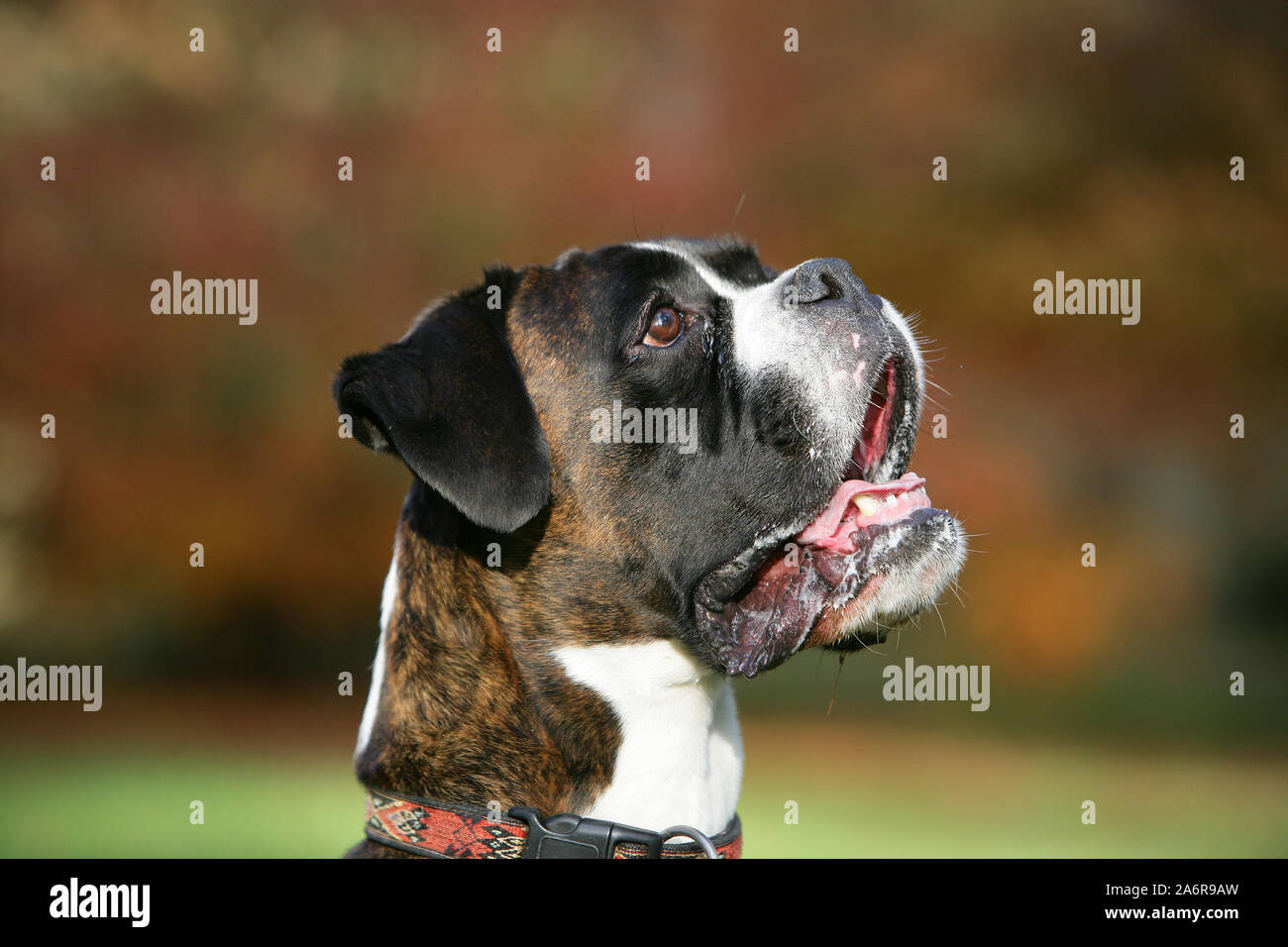 Brindle colours hi-res stock photography and images - Alamy