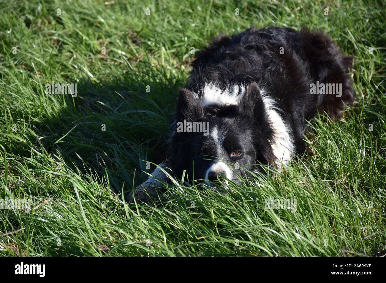 Cute resting and tired border collie in tall grass Stock Photo - Alamy