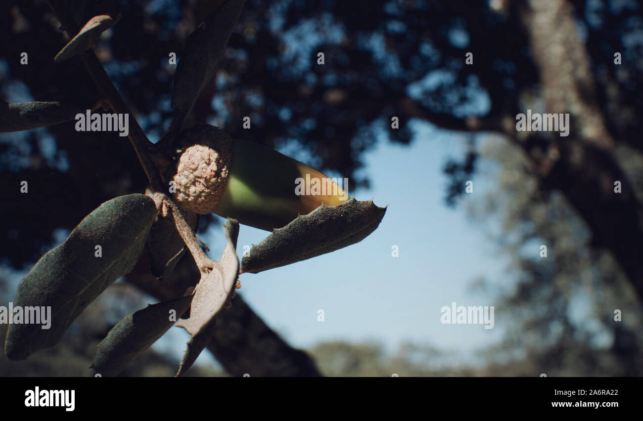 Quercus Suber Leaf High Resolution Stock Photography and Images - Alamy