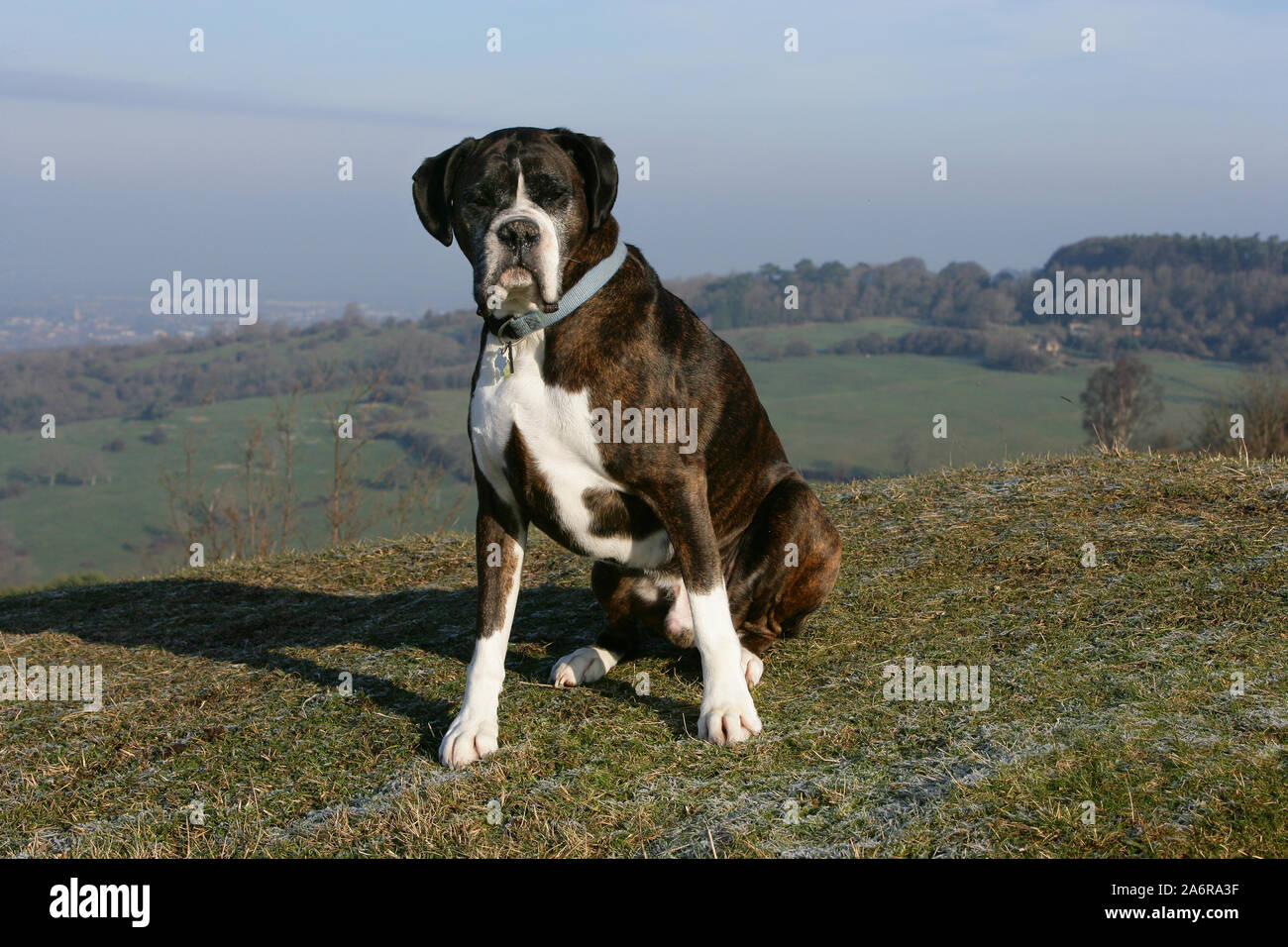 Boxer puppy frost hi-res stock photography and images - Alamy