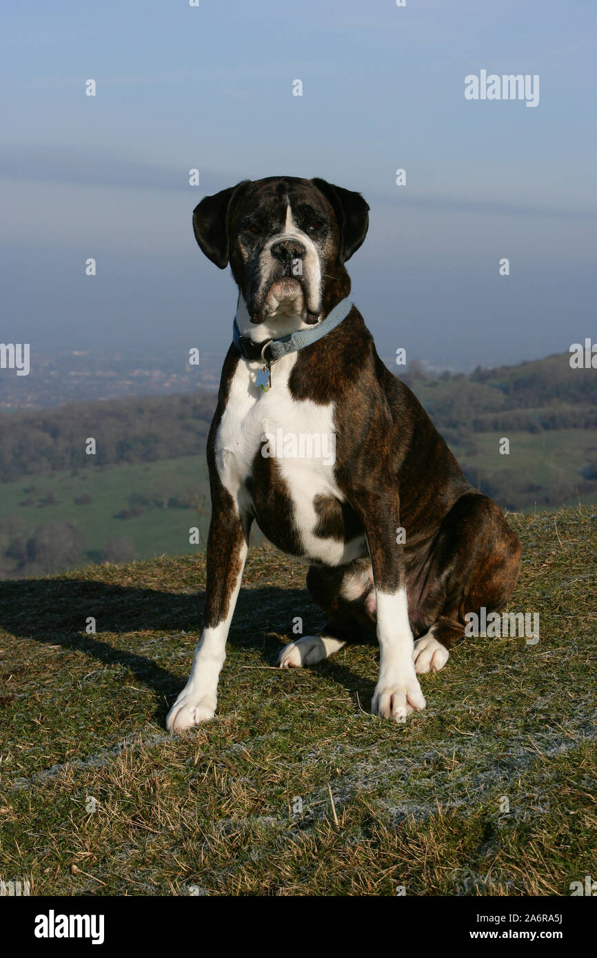 Boxer puppy frost hi-res stock photography and images - Alamy