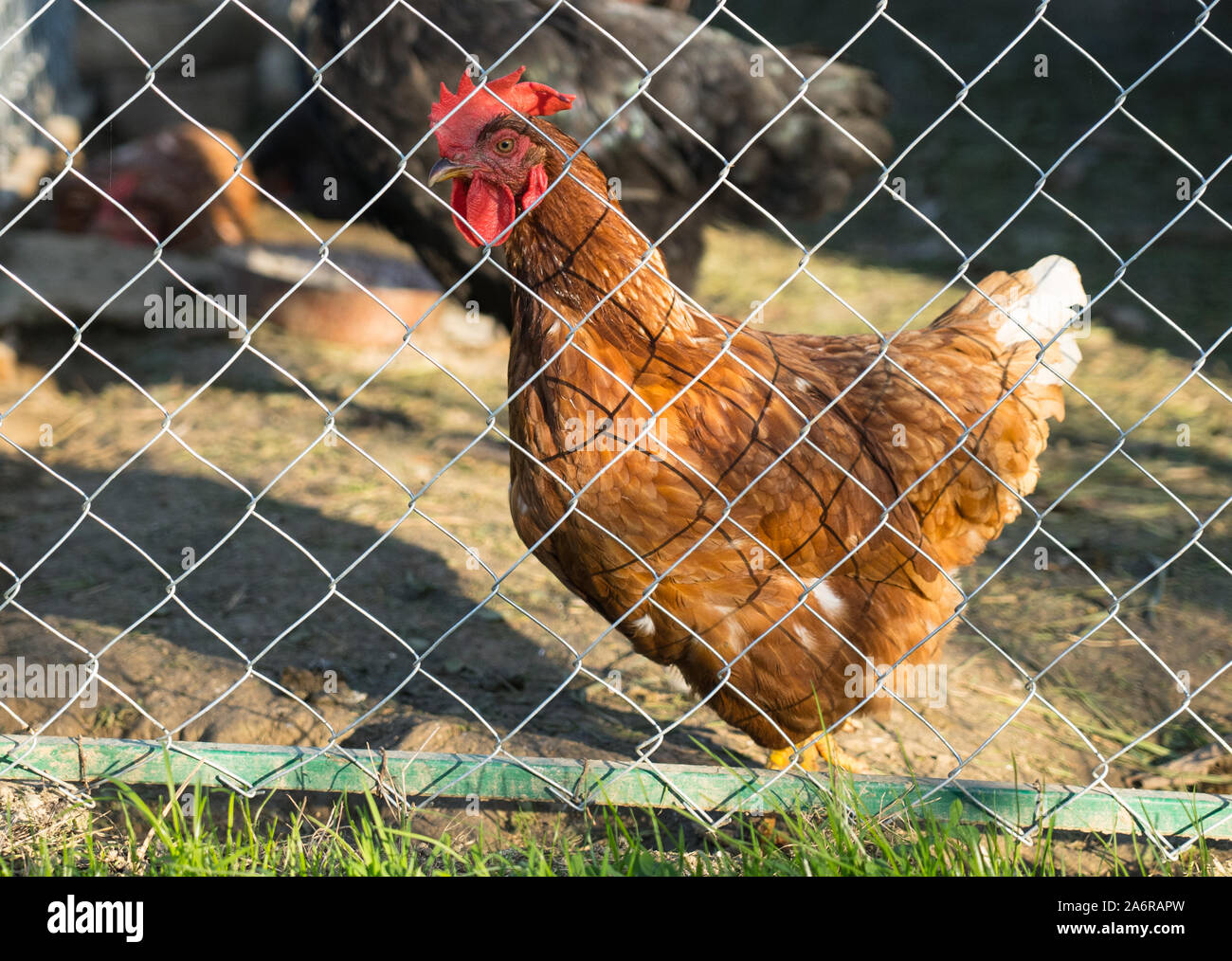 Brown chicken - Hen Gallus gallus domesticus Stock Photo - Alamy