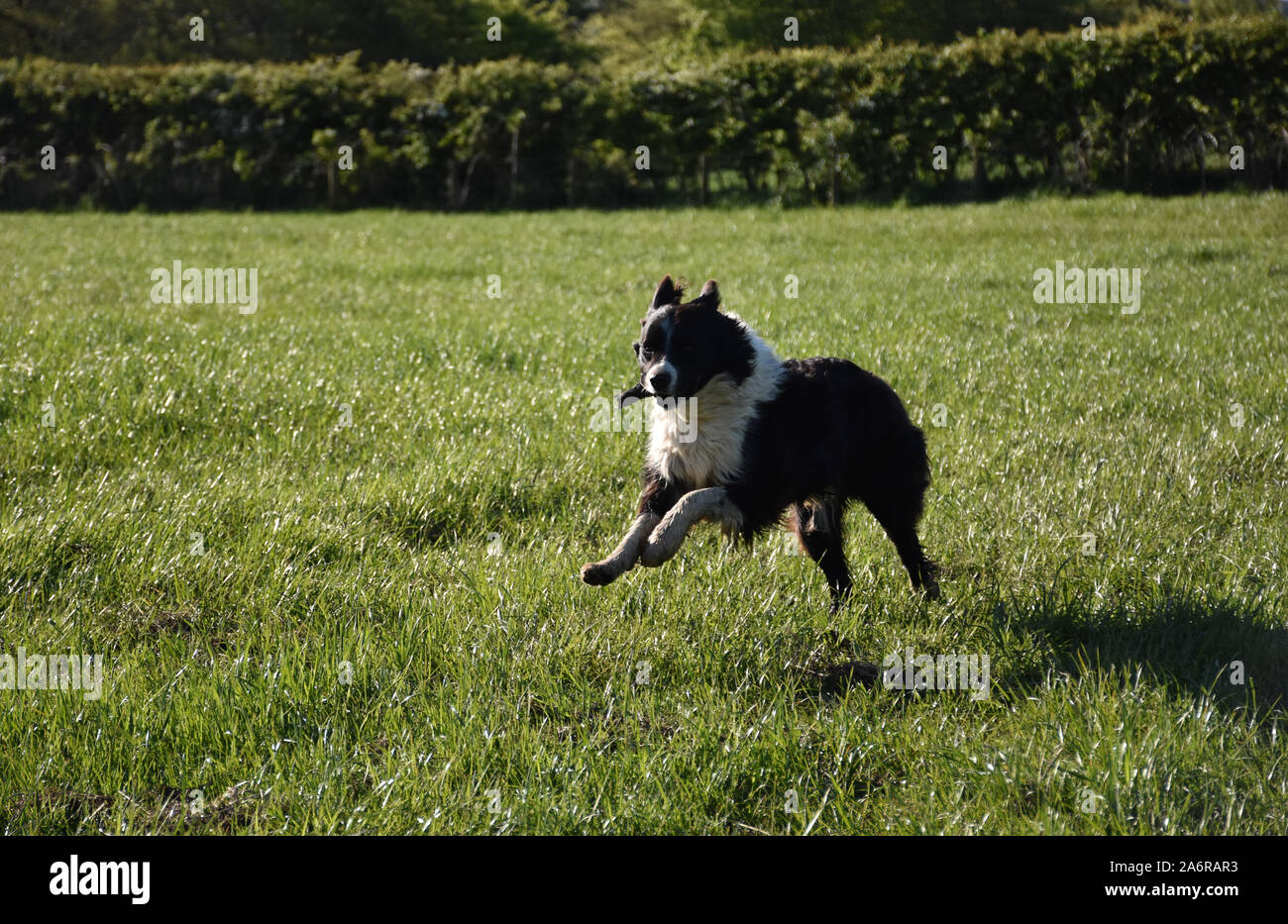 Black white collie dog jumping hi-res stock photography and images - Alamy