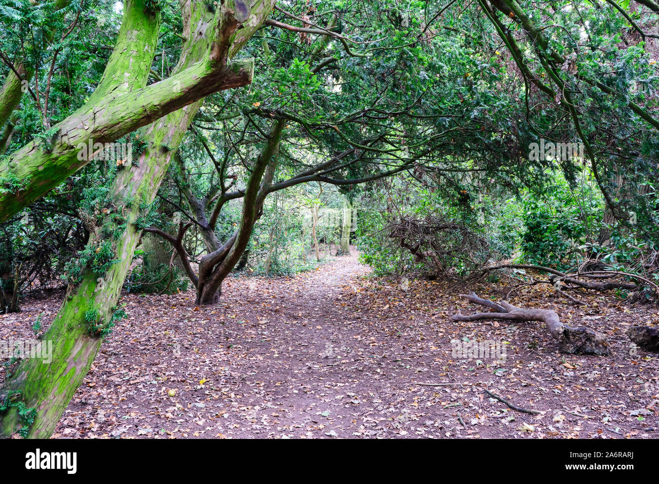 Overhanging path hi-res stock photography and images - Alamy