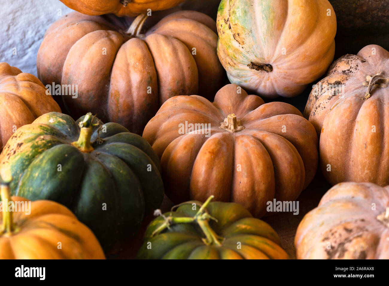 Pumpkin variety, edible pumpkins for cooking and Halloween squash Stock ...
