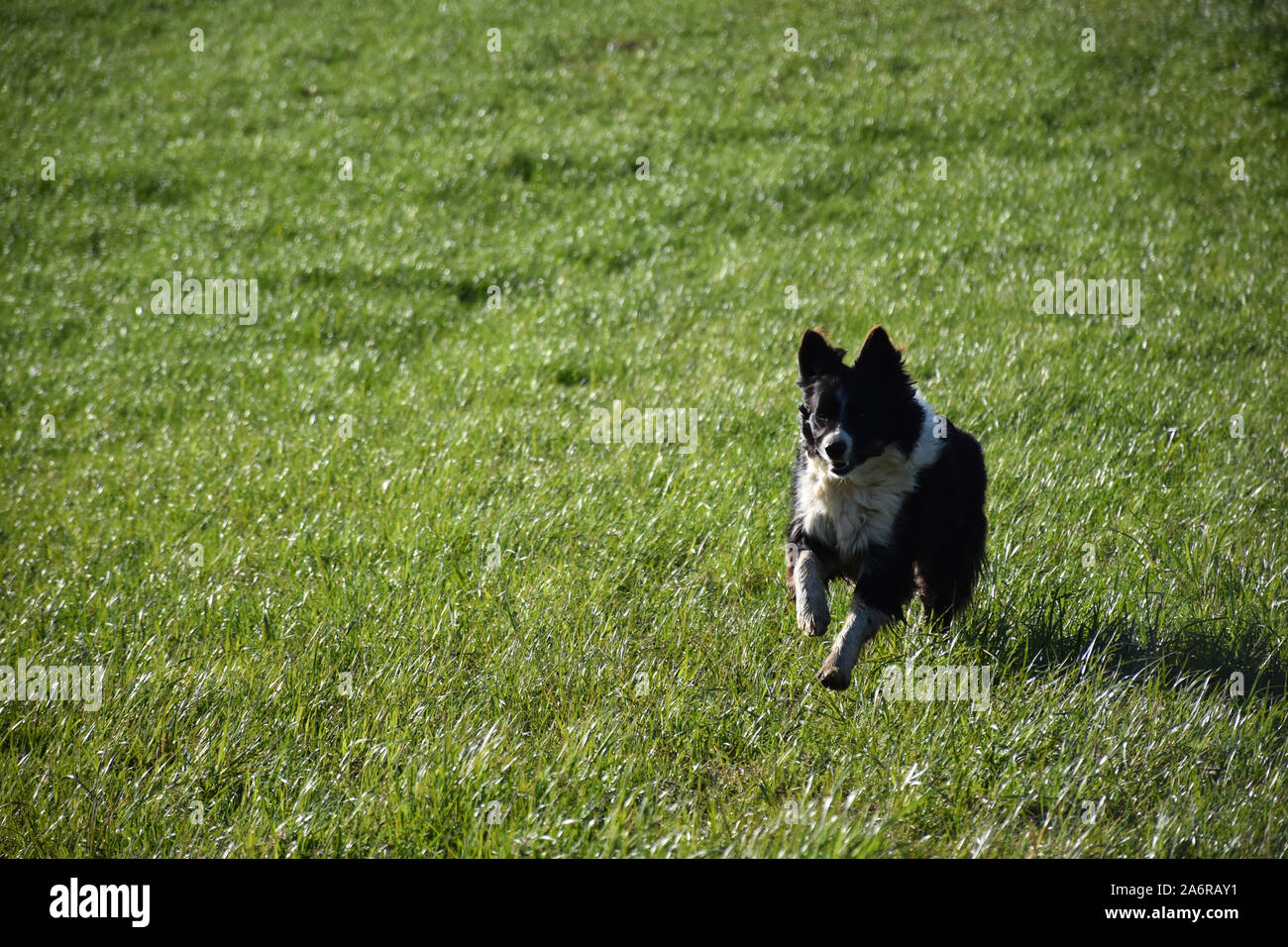 Beautiful border collie dog bounding through a grass field Stock Photo ...