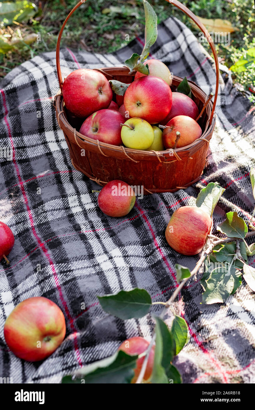 Healthy Organic red ripe Apples in the Basket. Autumn at the rural ...