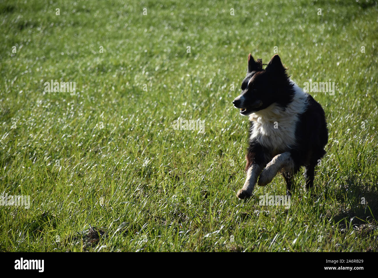Border collie leaping hi-res stock photography and images - Alamy