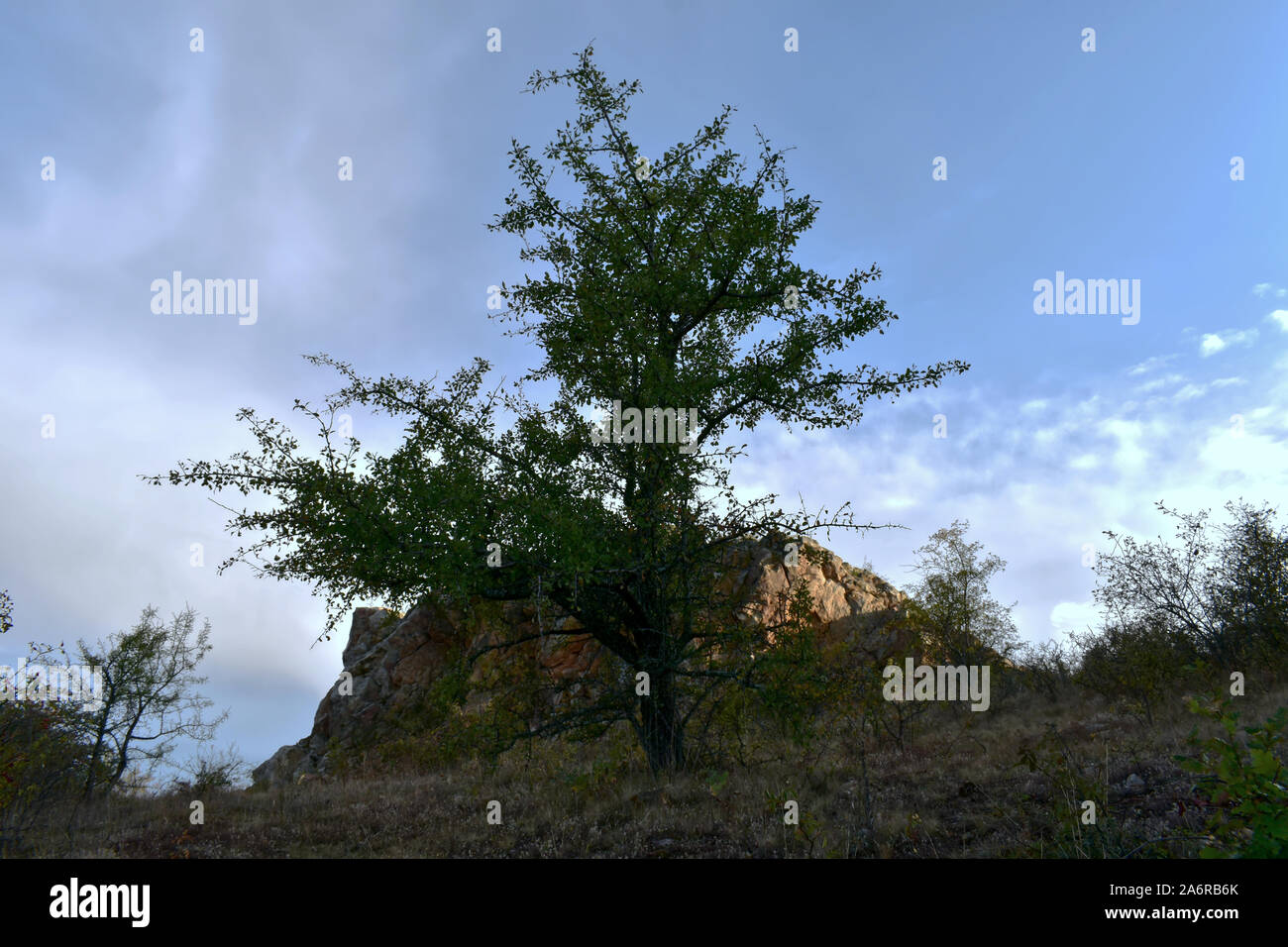 tree in the mountain with rock behind Stock Photo - Alamy