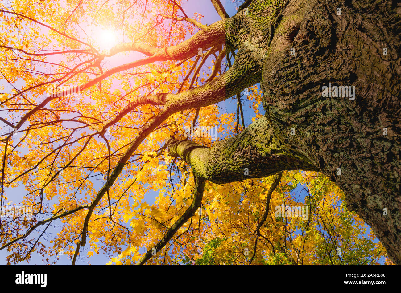 Yellow tree leaves covered hi-res stock photography and images - Alamy