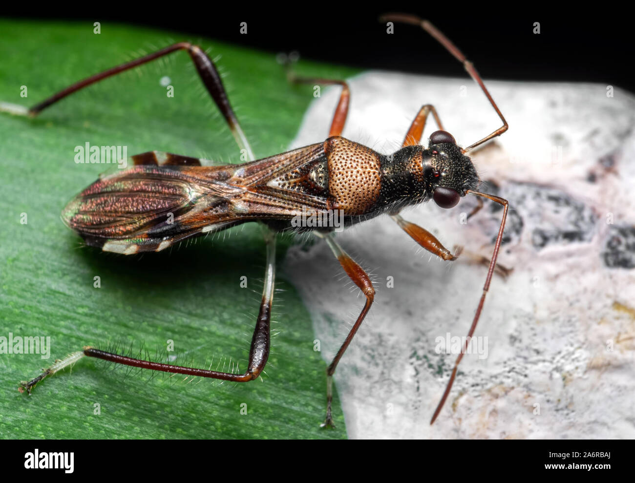 Macro Photography of Assassin Bug Eating Bird Poop on Green Leaf Stock ...