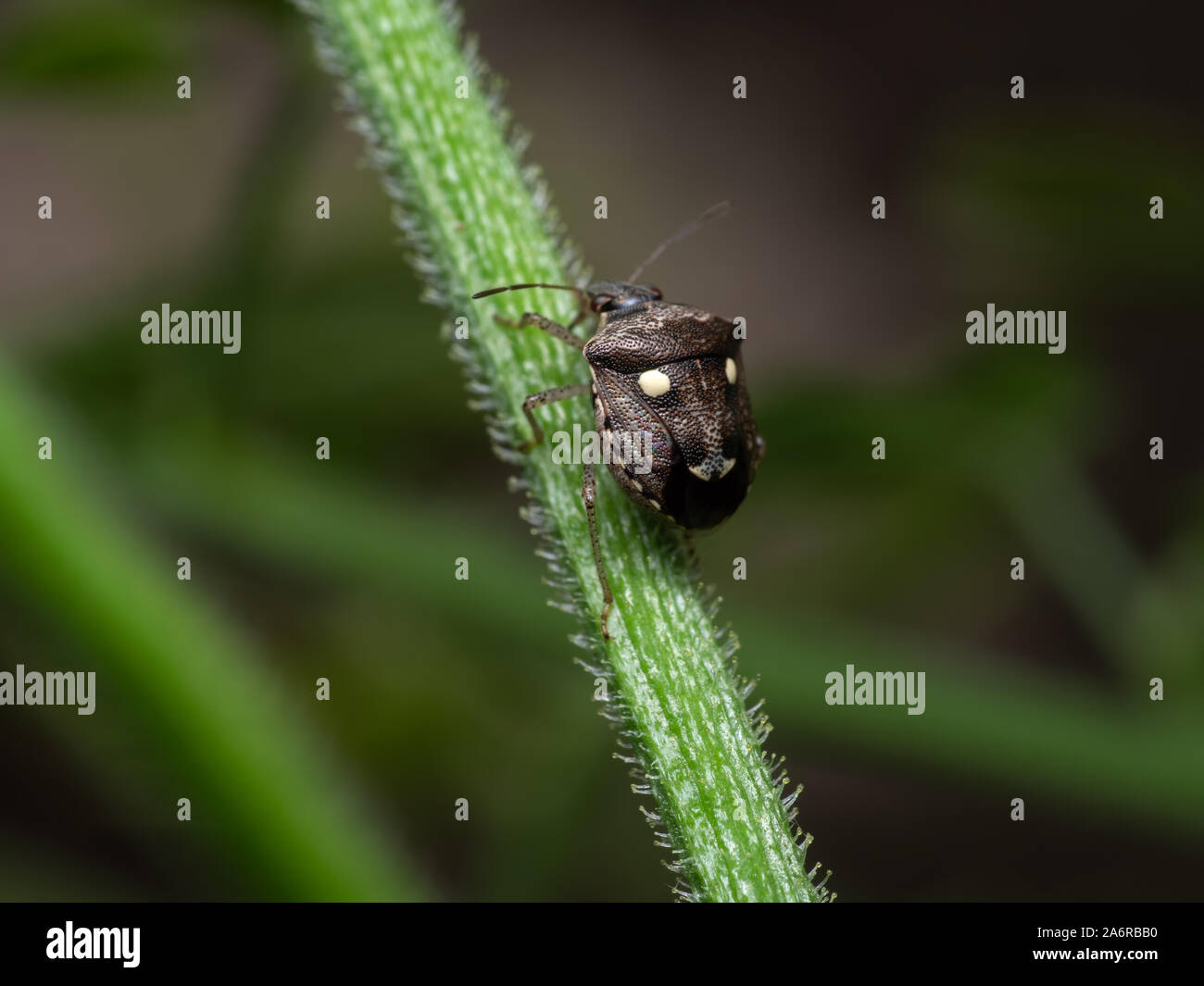 Macro Photography of Shield Bug Perched on The Branch of Plant Stock ...