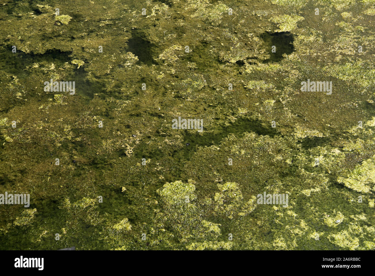 Photo of bunch of moss in pond Stock Photo - Alamy