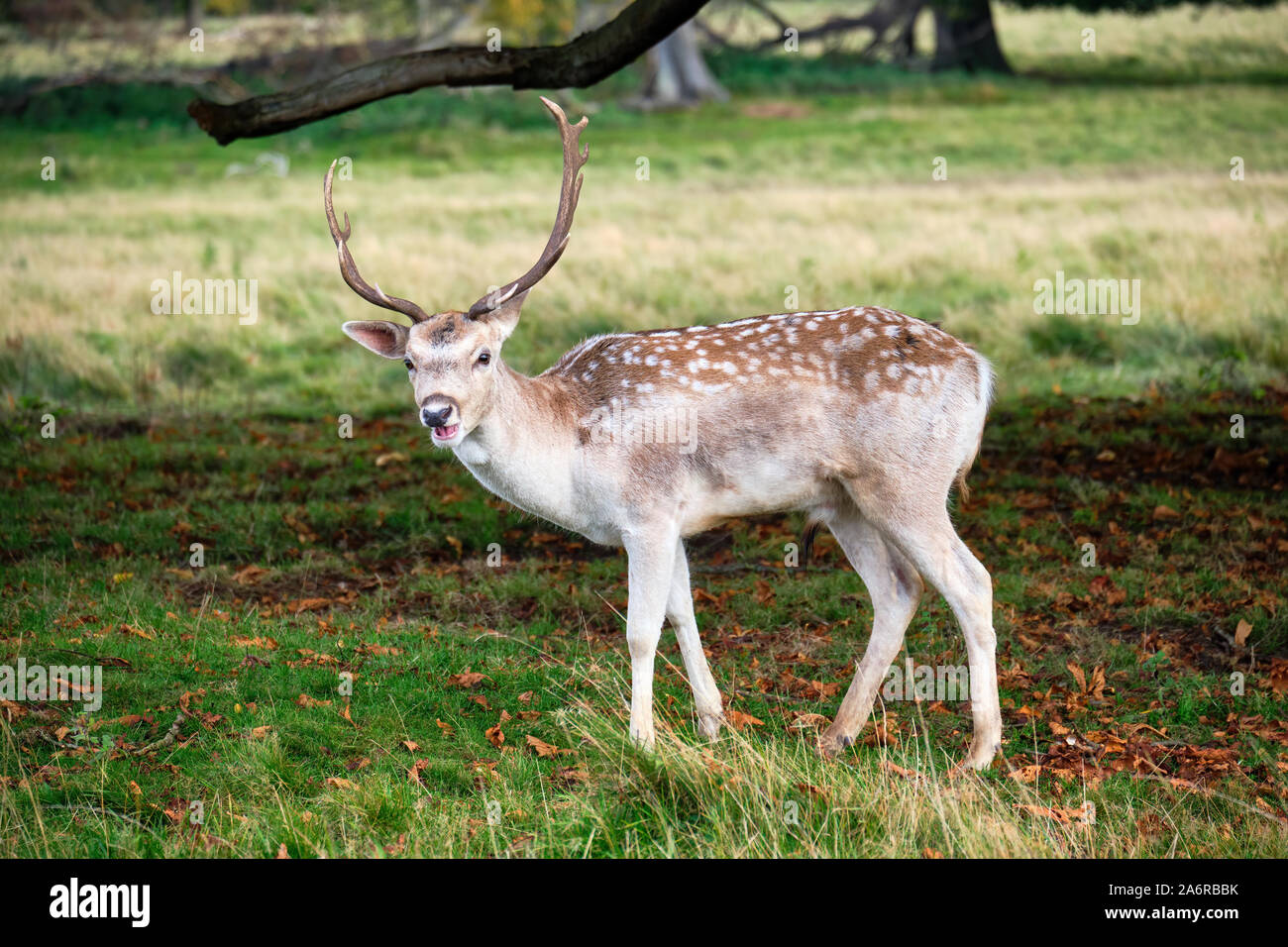 Fallow deer stag in parkland hi-res stock photography and images - Alamy