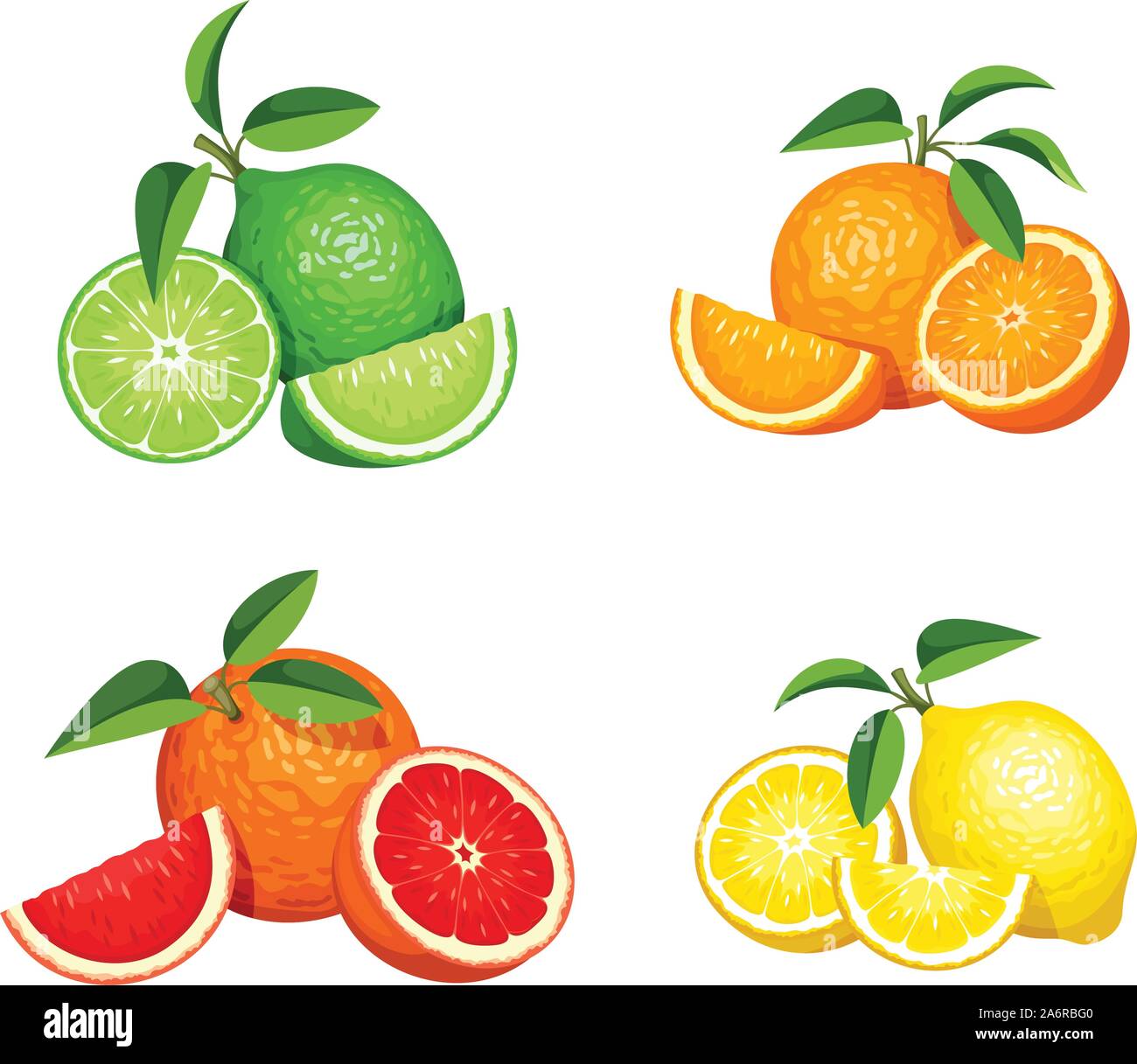 Cross section of a branch Stock Vector Images - Alamy