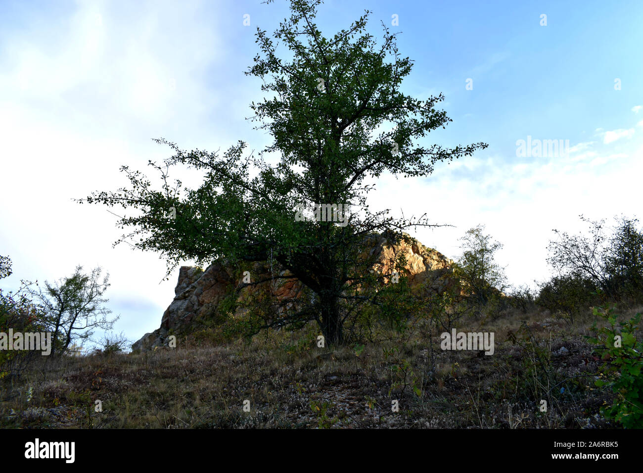 tree in the mountain with rock behind Stock Photo - Alamy