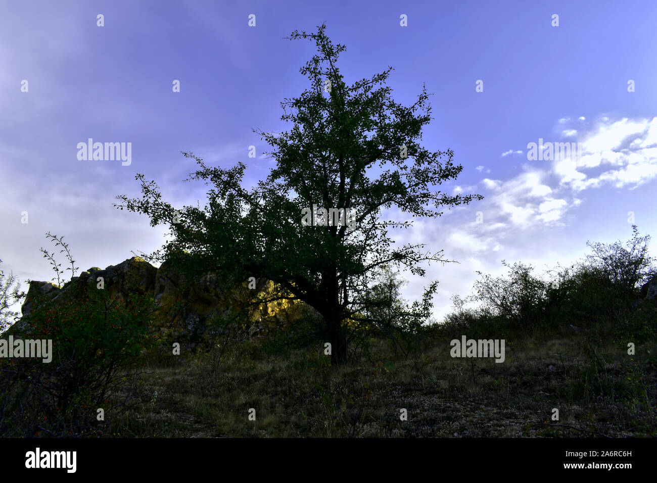 tree in the mountain with rock behind Stock Photo - Alamy