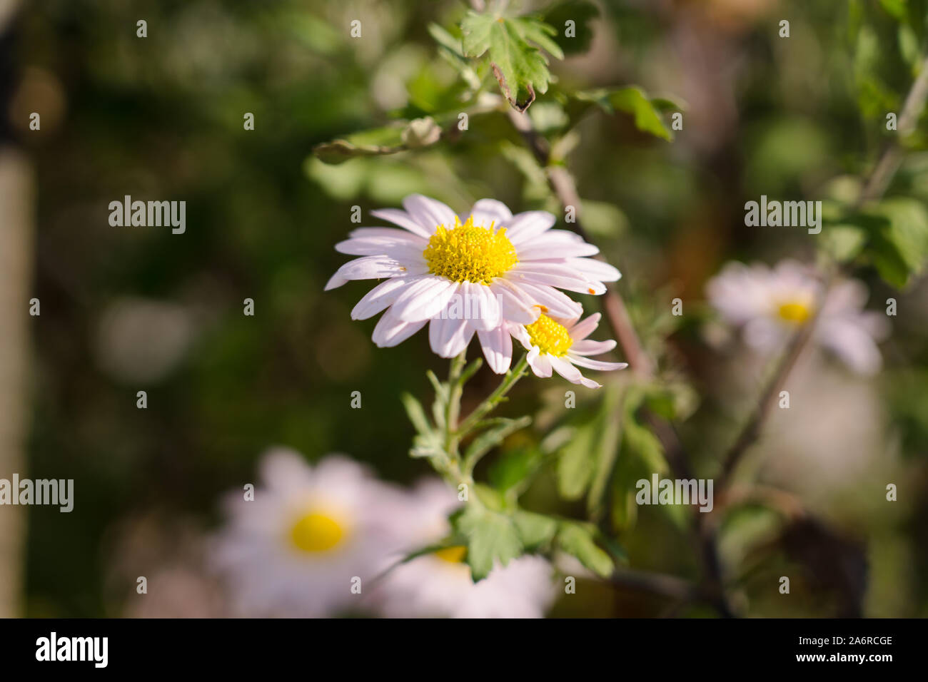 Marguerite daisy/Argyranthemum in the garden Stock Photo - Alamy