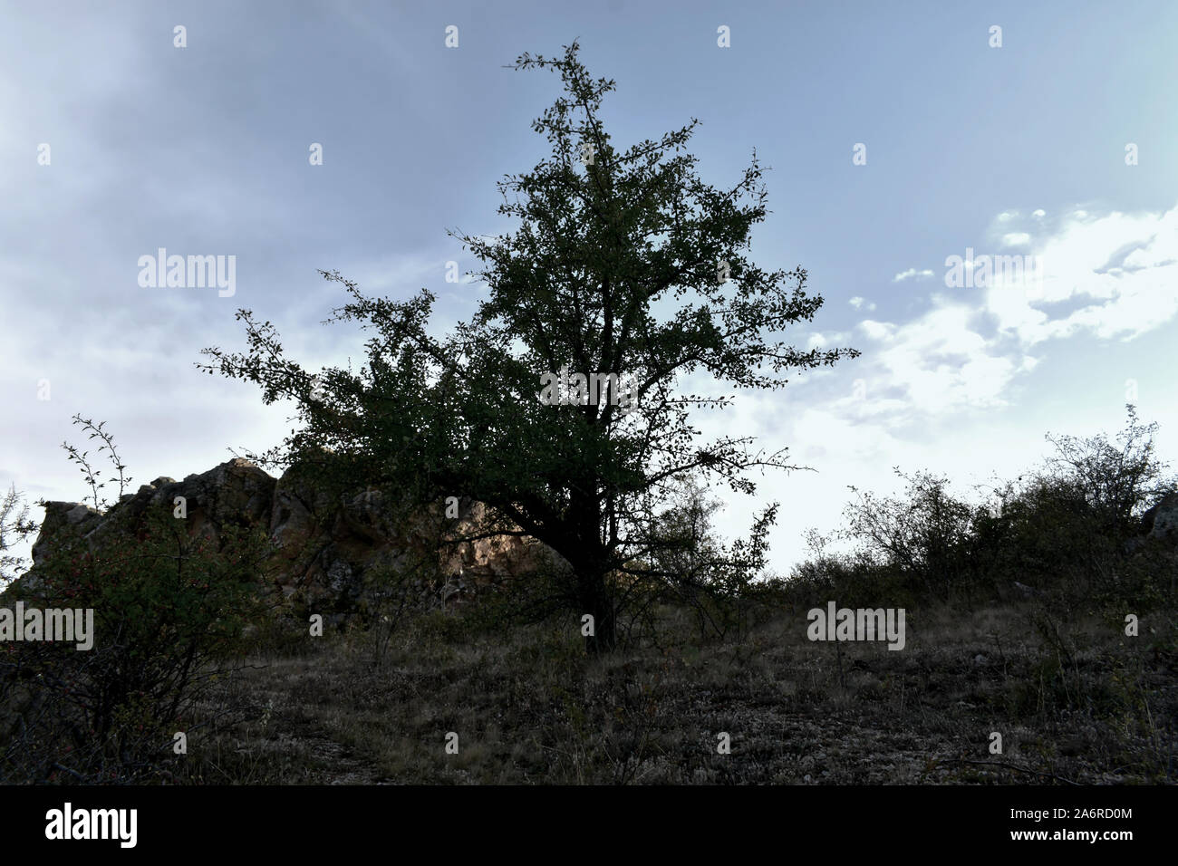 tree in the mountain with rock behind Stock Photo - Alamy