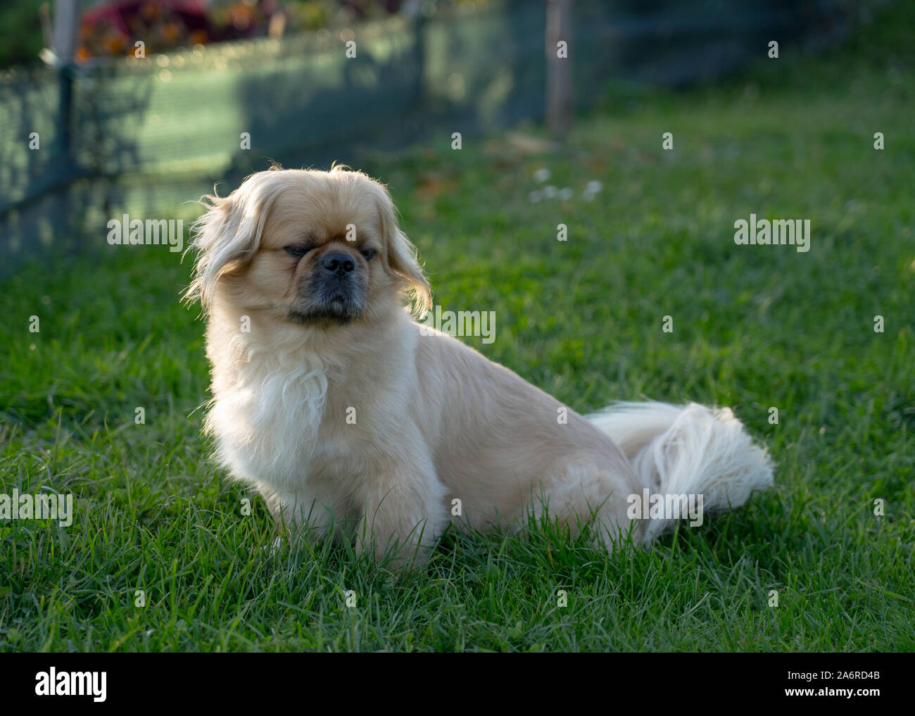 Dog spieces hi-res stock photography and images - Alamy