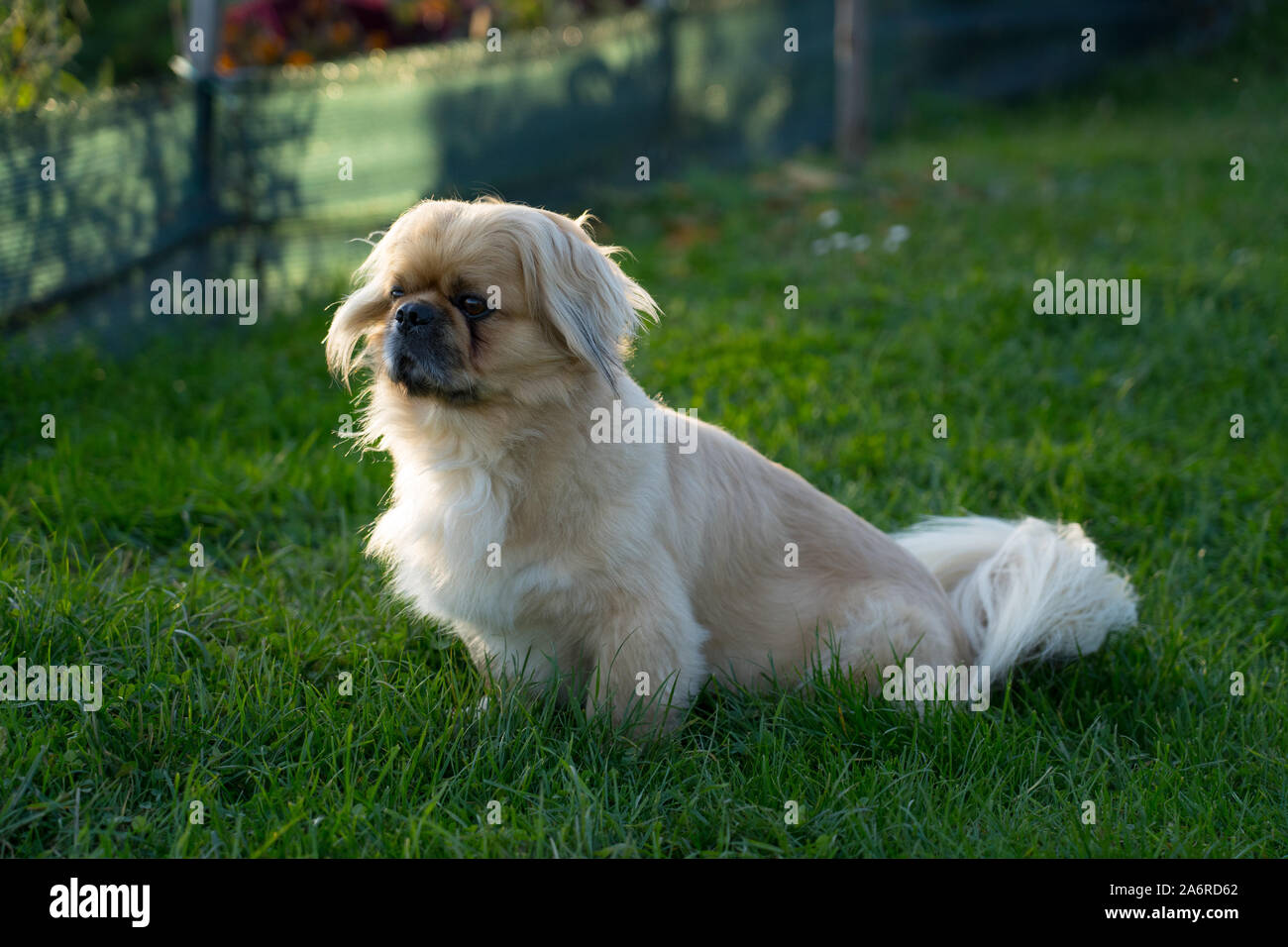 Male pekingese dog Stock Photo - Alamy