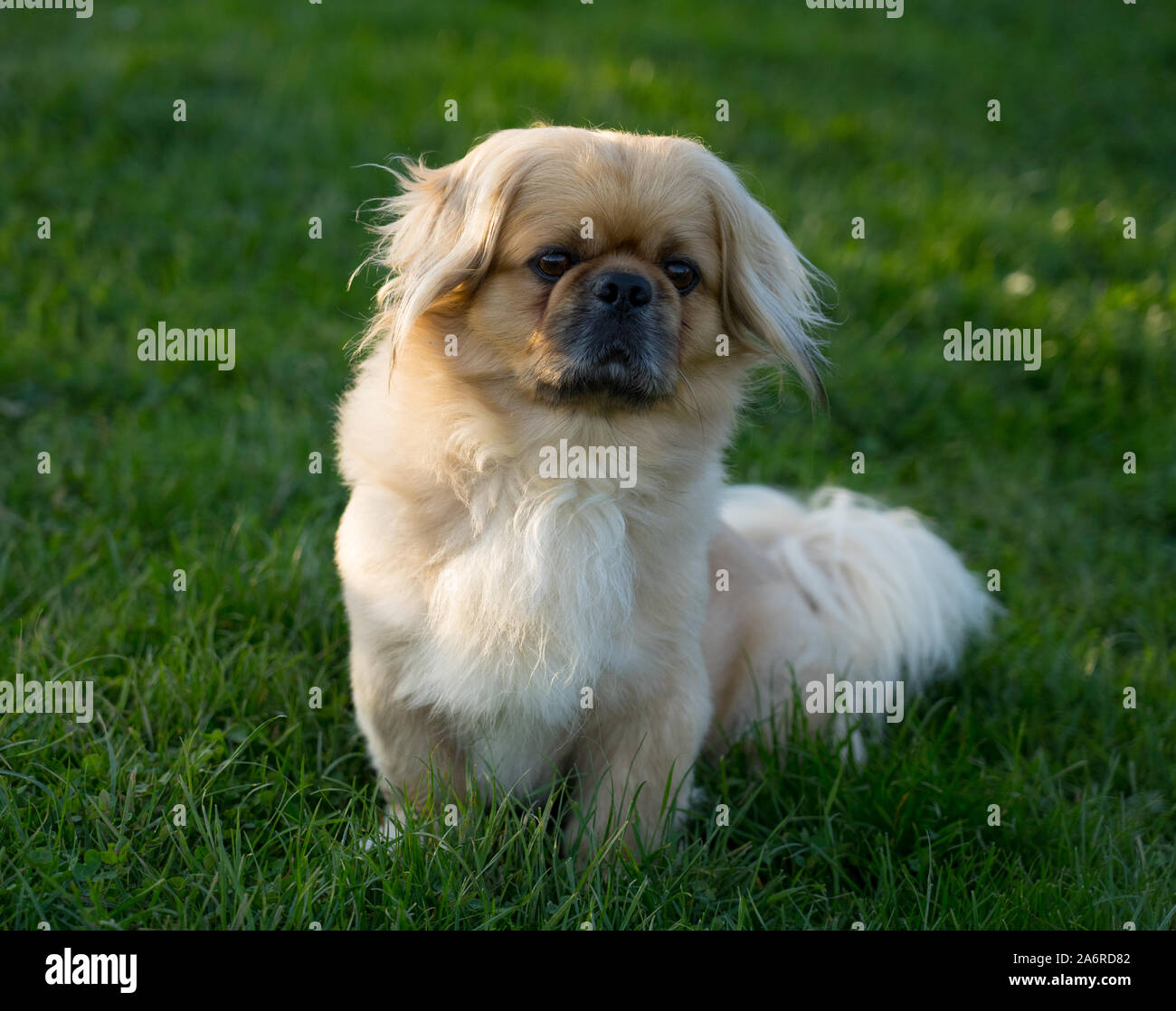 Male pekingese dog Stock Photo - Alamy
