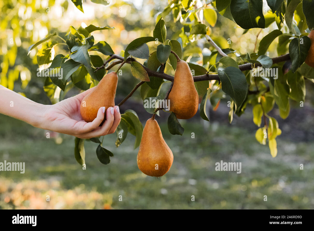 Red pears on tree in orchard hi-res stock photography and images - Alamy