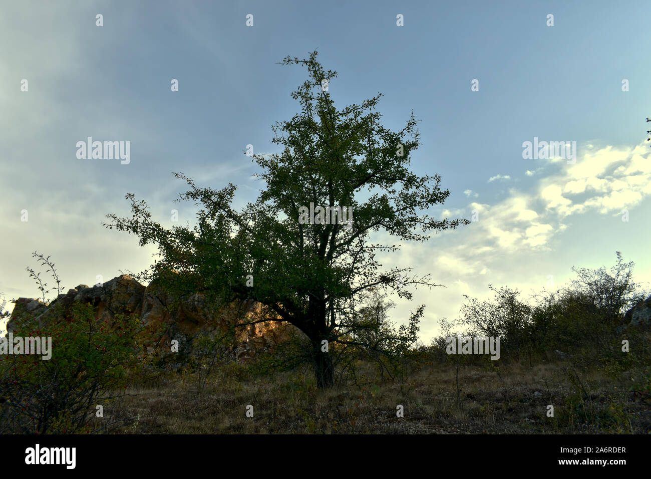 tree in the mountain with rock behind Stock Photo - Alamy