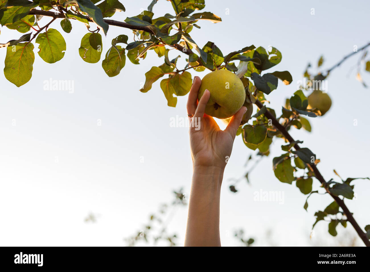 Female hand holds fresh juicy tasty ripe quince fruit on branch of ...