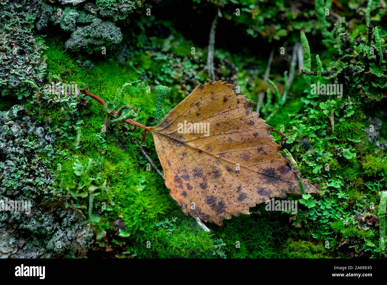 Dead dried up tree in forest hi-res stock photography and images - Alamy