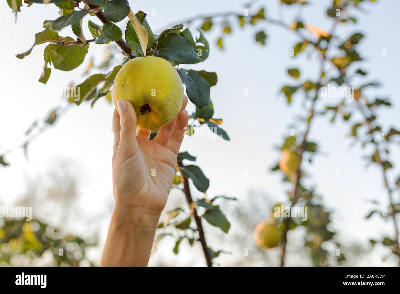 Female hand holds Fresh juicy tasty ripe quince fruit on branch of ...