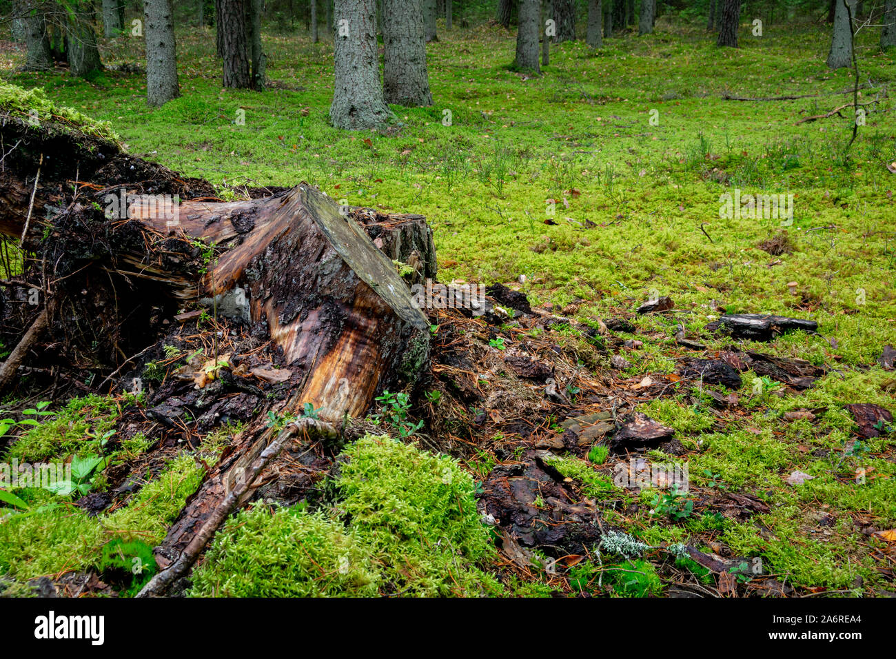 Old rotten tree stump captured in forest of Lithuania Stock Photo - Alamy