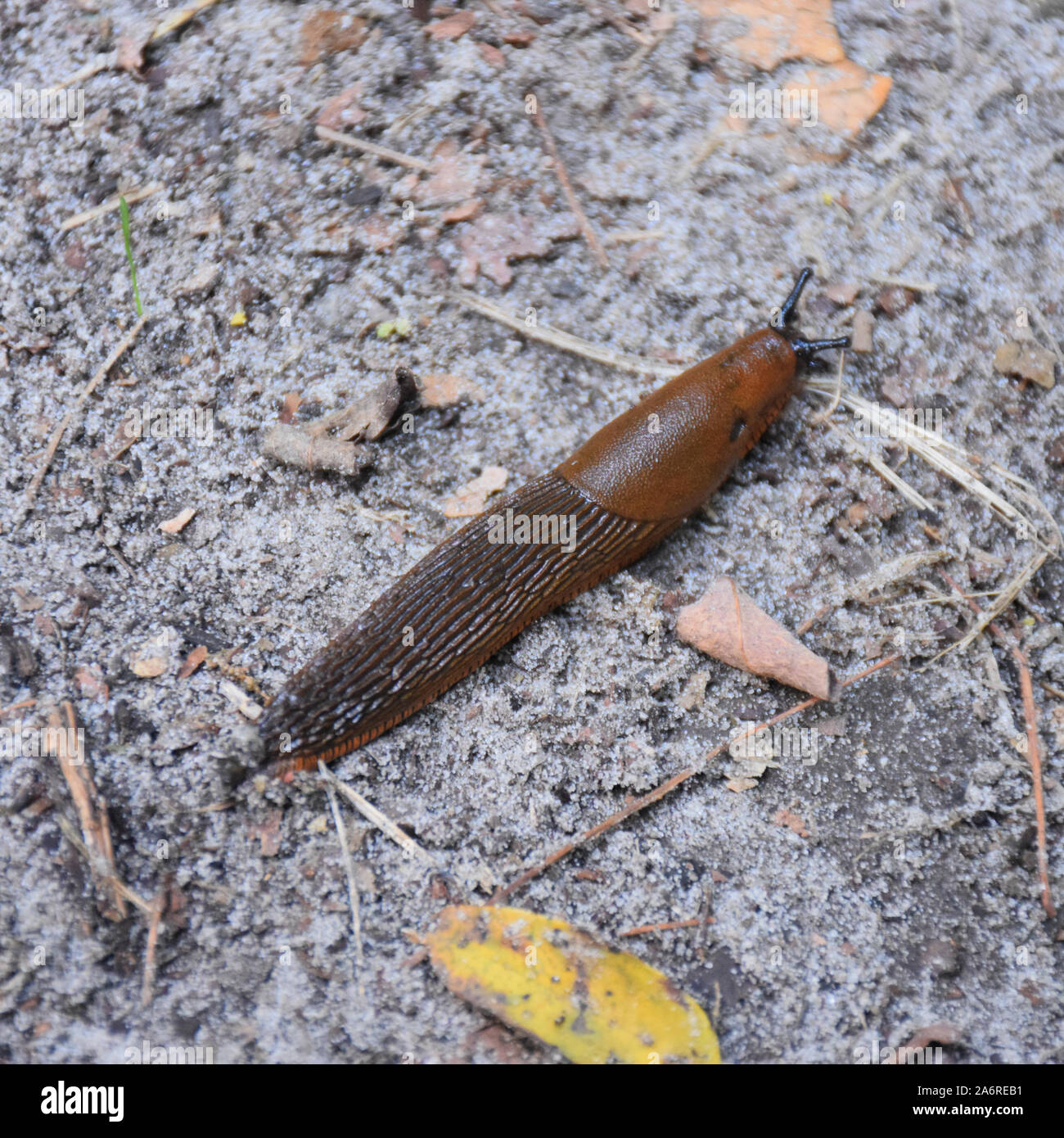 Insecte vert insectes hi-res stock photography and images - Alamy