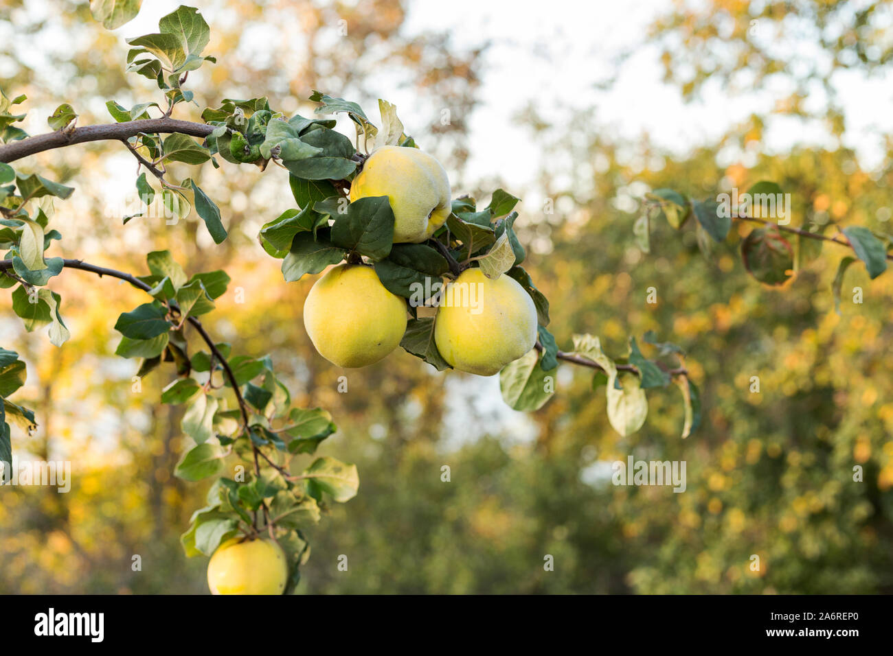 Fresh ripe juicy quince fruit hang on a tree branch in the orchard ...