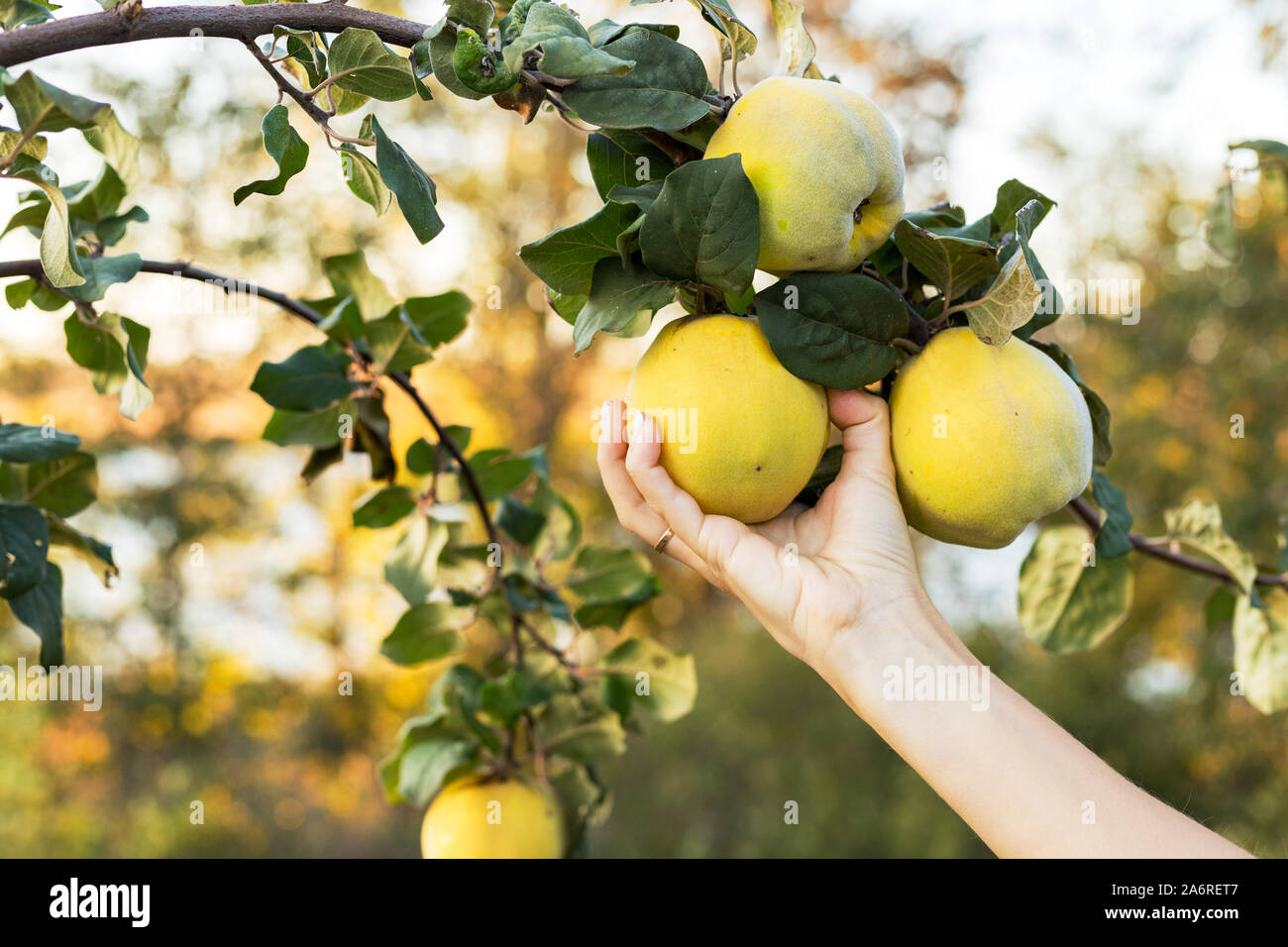 Female hand holds Fresh juicy tasty ripe quince fruit on branch of ...