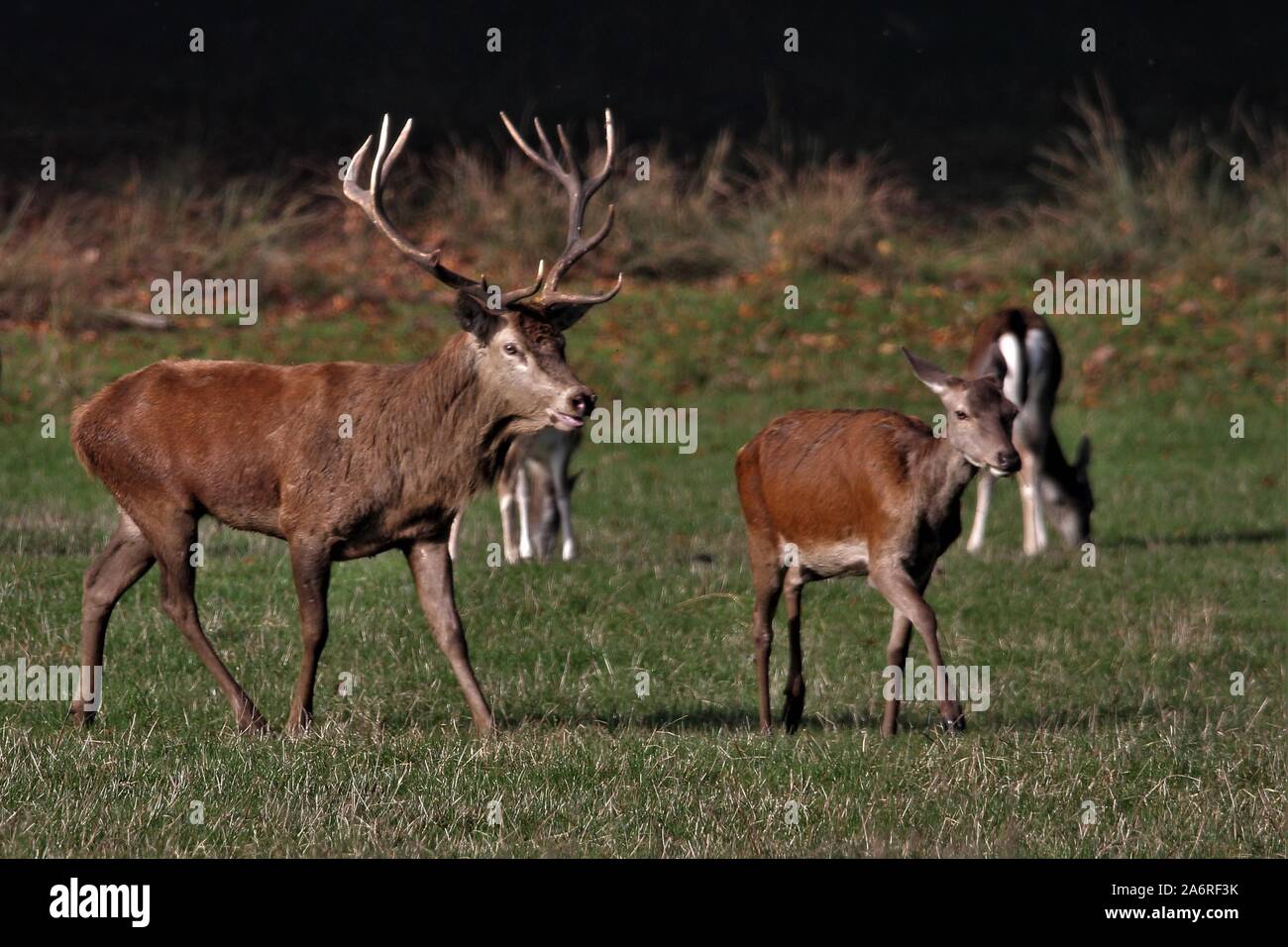 Mammals of germany hi-res stock photography and images - Alamy