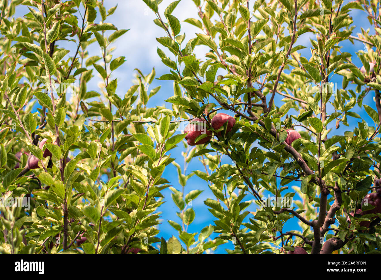 Fruit trees with harvest ripe red and greed apples in a modern Lebanese ...