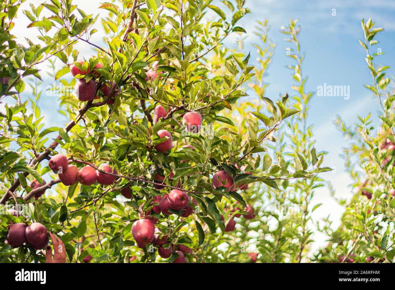 Fruit trees with harvest ripe red and greed apples in a modern Lebanese ...