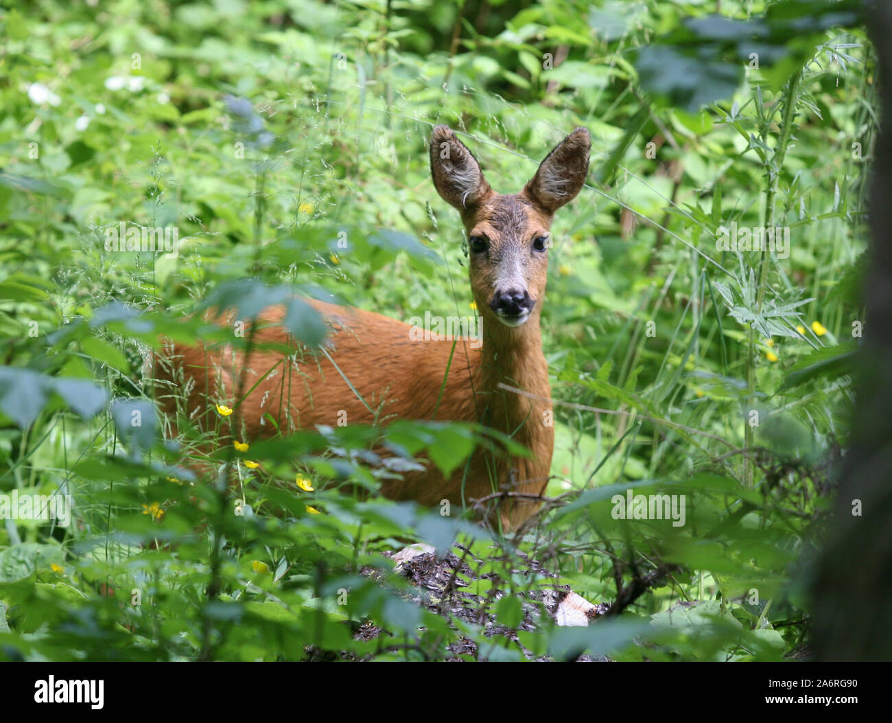 DEER in nature of shrubs Stock Photo - Alamy