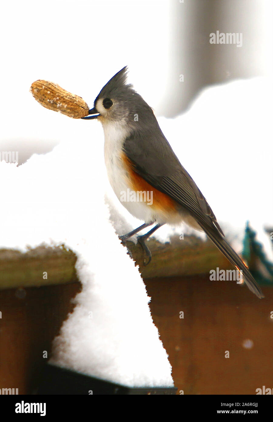 Big nut hi-res stock photography and images - Alamy