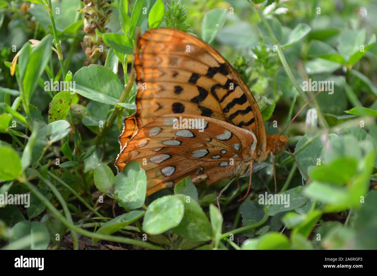 Butterflying High Resolution Stock Photography and Images - Alamy
